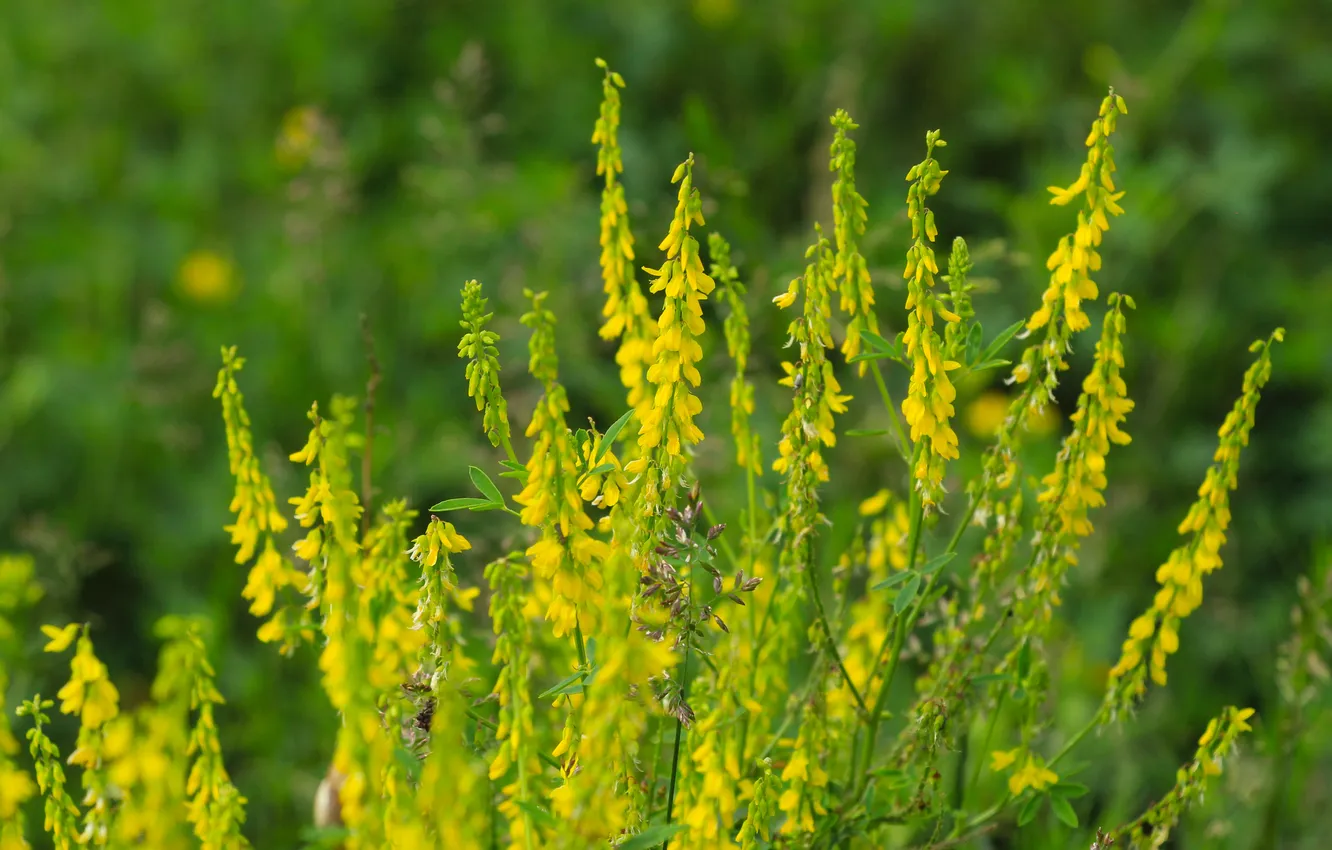 Wallpaper flower, yellow, meadow for mobile and desktop, section природа, resolution 5184x2972 ...
