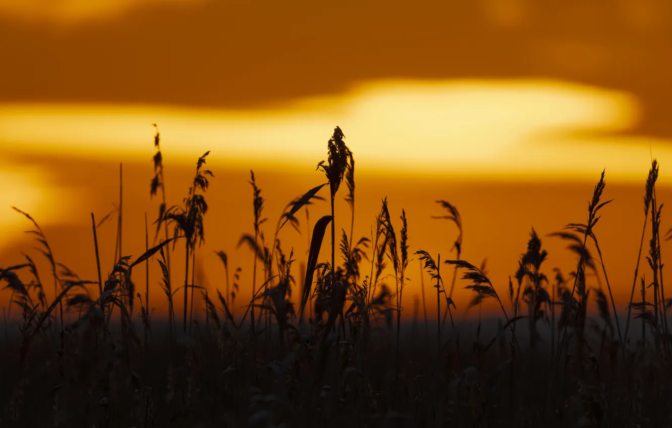 Wallpaper sunset, shadows, wheat for mobile and desktop, section ...