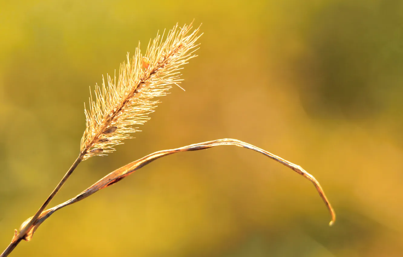 Wallpaper grass, blade, twig for mobile and desktop, section природа ...