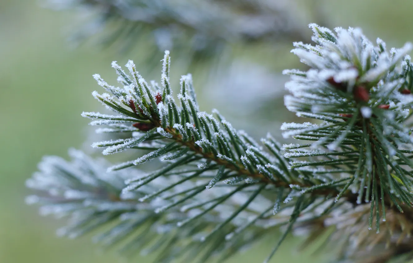 Wallpaper winter, twig, hoarfrost for mobile and desktop, section ...