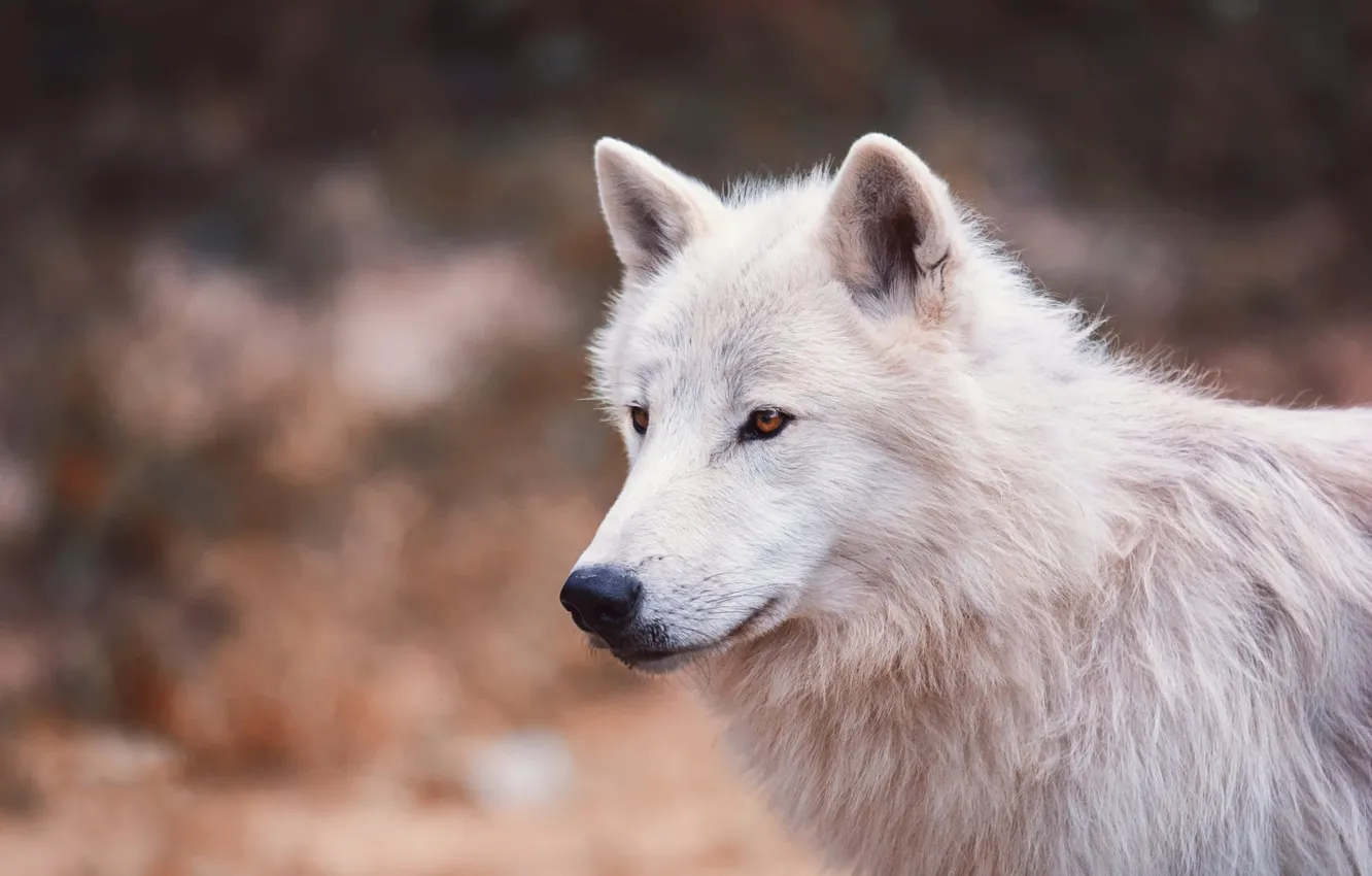 Wallpaper white, look, face, nature, pose, background, wolf, portrait ...