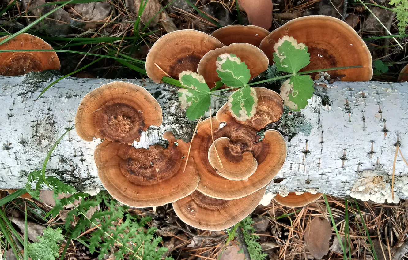 Wallpaper forest, birch, chaga for mobile and desktop, section текстуры ...