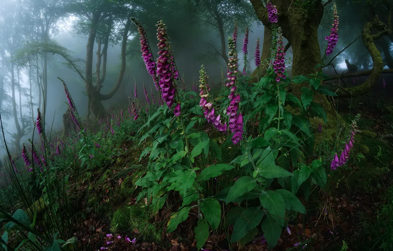 Wallpaper forest, flowers, fog, digitalis for mobile and desktop ...
