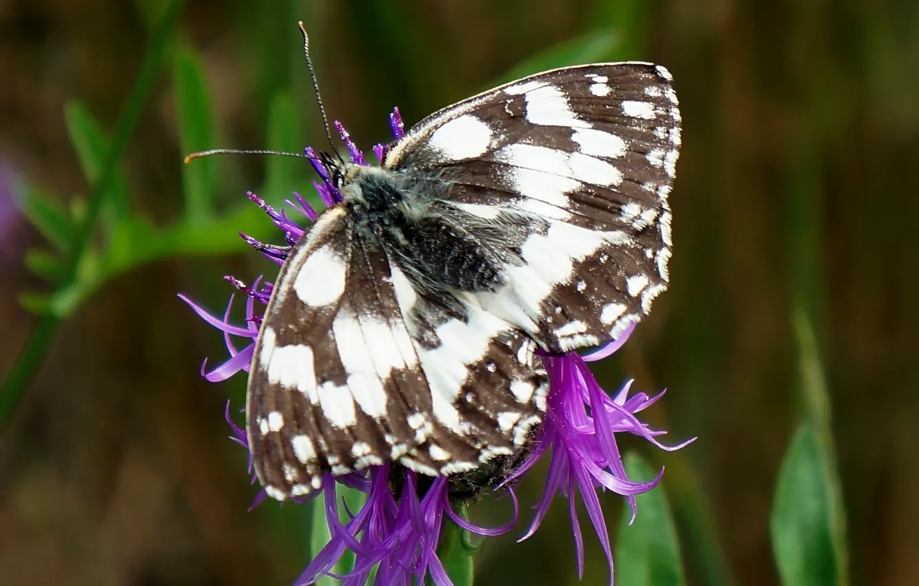 Wallpaper flower, butterfly, insect for mobile and desktop, section ...