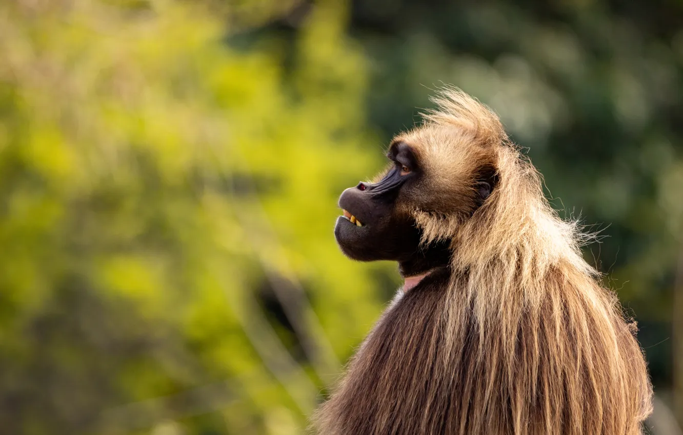 Wallpaper look, nature, monkey, face, bokeh, gelada, baboon for mobile and desktop, section ...