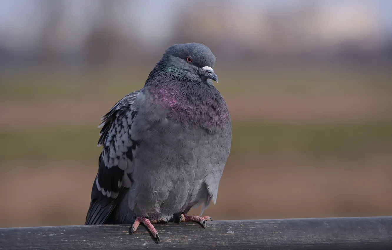 Wallpaper look, bird, spring, pigeons for mobile and desktop, section ...