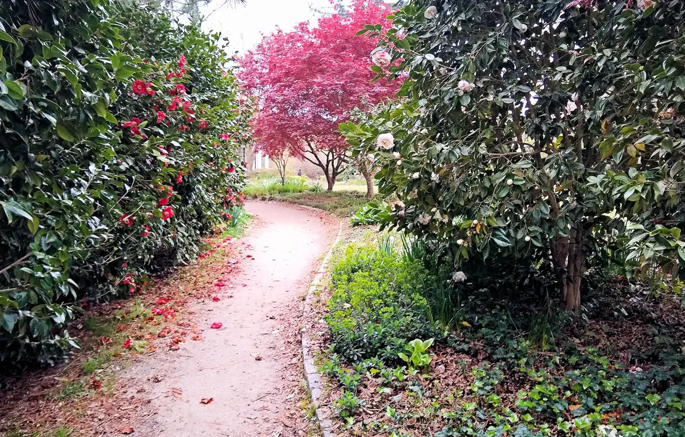 Wallpaper parks, Raleigh, Fred Fletcher Park for mobile and desktop ...