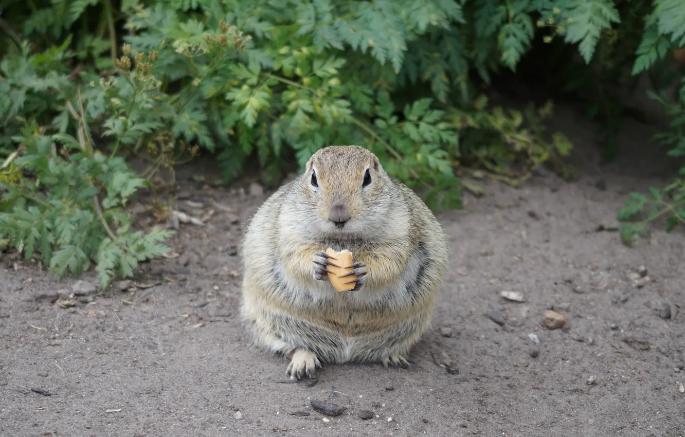 Wallpaper nature, gopher, nature, Gopher for mobile and desktop, section животные, resolution ...