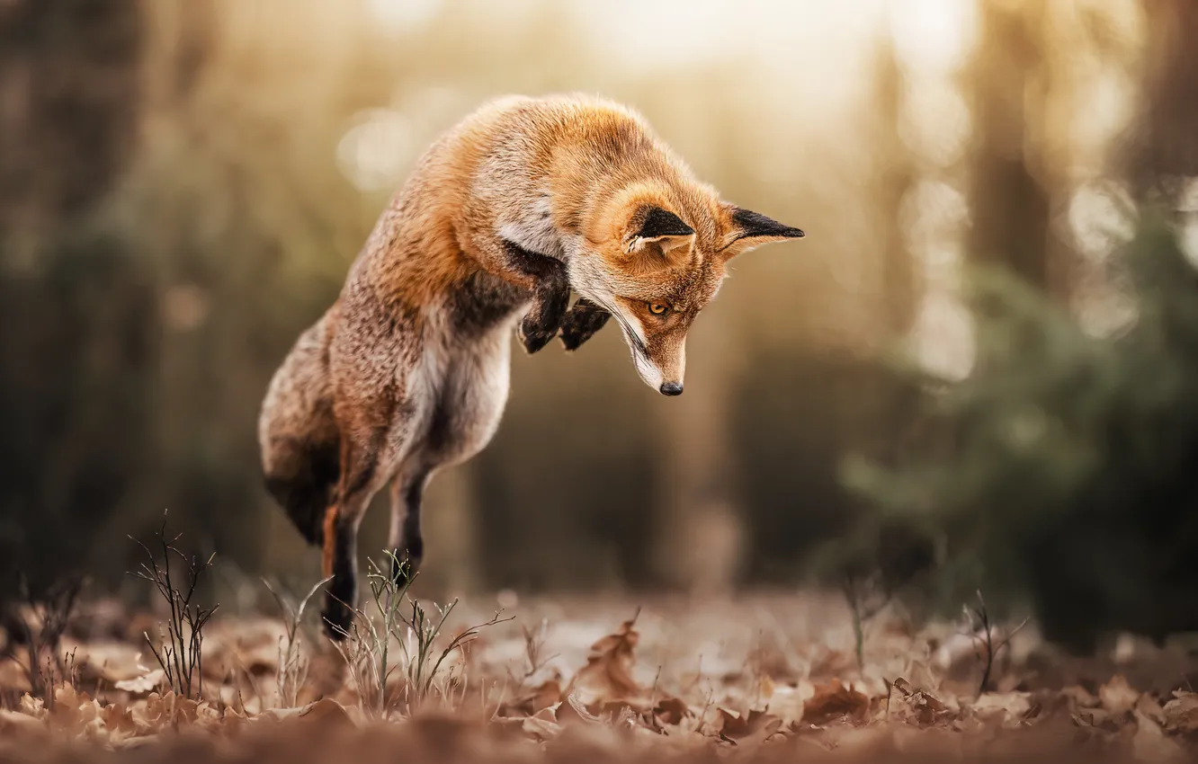 Wallpaper nature, Fox, beast for mobile and desktop, section животные ...