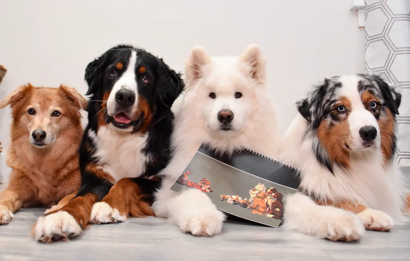 Wallpaper look, pose, each, together, portrait, dog, floor, lies for ...