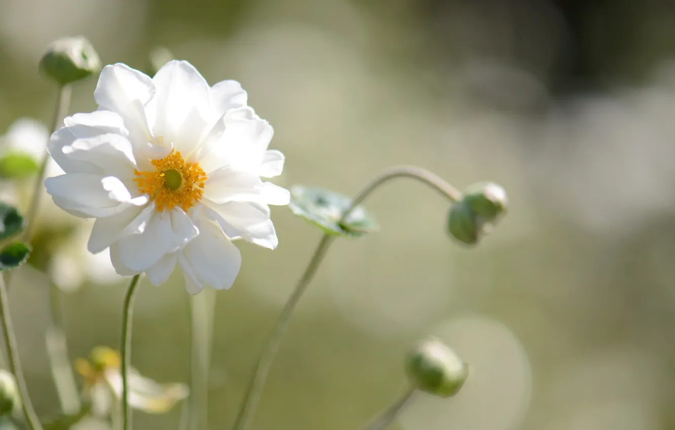 Wallpaper flower, background, anemone images for desktop, section цветы ...