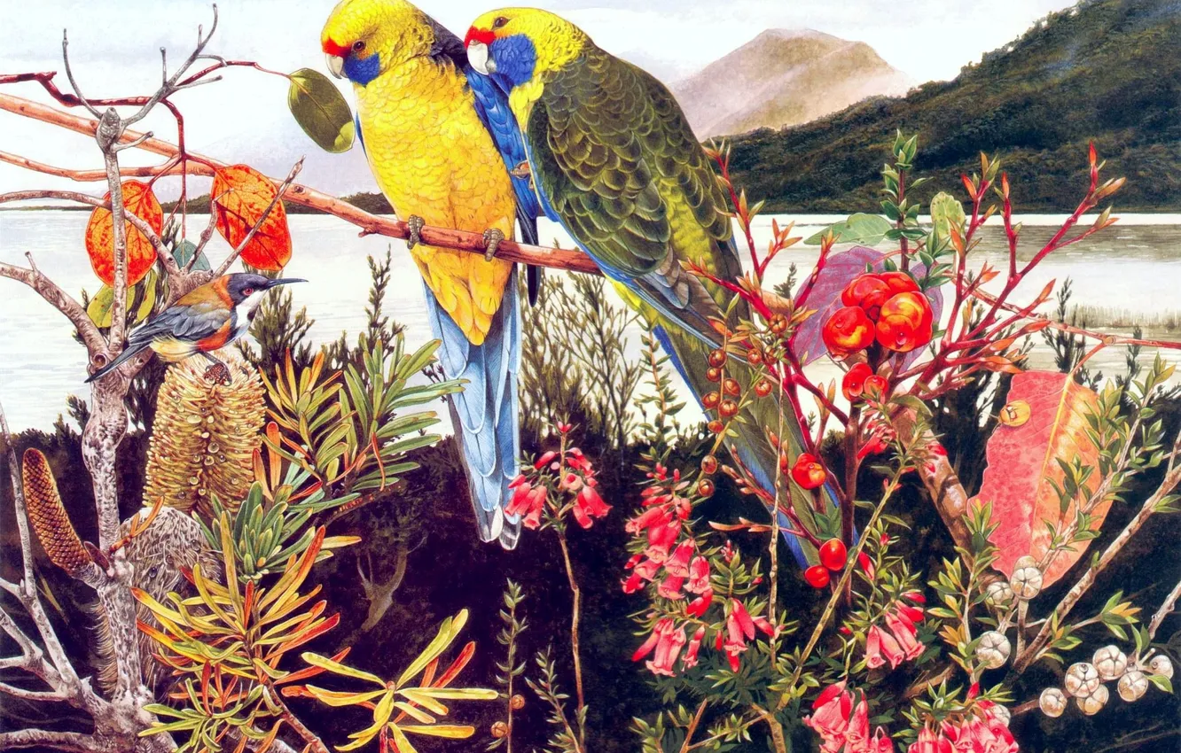 Wallpaper parrot, Tony Oliver, Tony Oliver for mobile and desktop ...