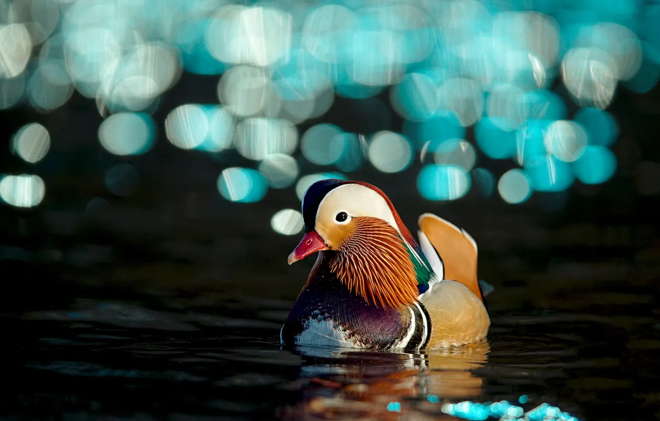 Wallpaper water, glare, the dark background, bird, duck, pond, swimming ...