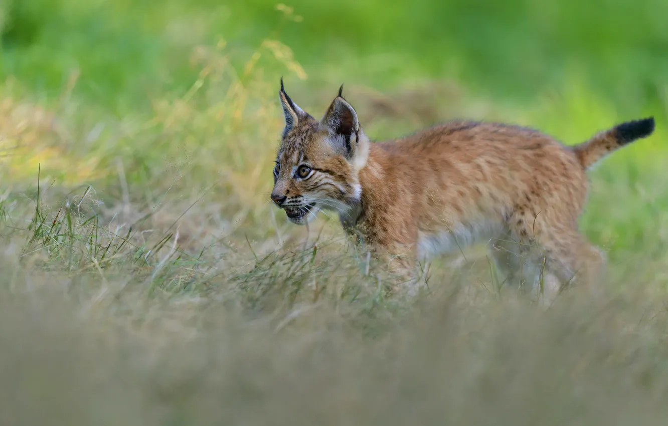 Wallpaper grass, look, pose, baby, lynx, a small lynx for mobile and ...