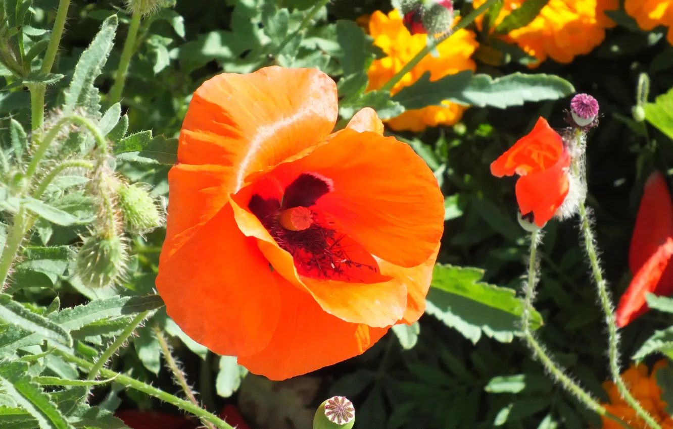 Wallpaper flowers, red, nature, petals, Mac, buds for mobile and ...