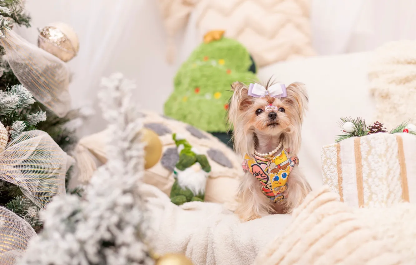 Wallpaper look, pose, room, clothing, dog, Christmas, costume, outfit ...