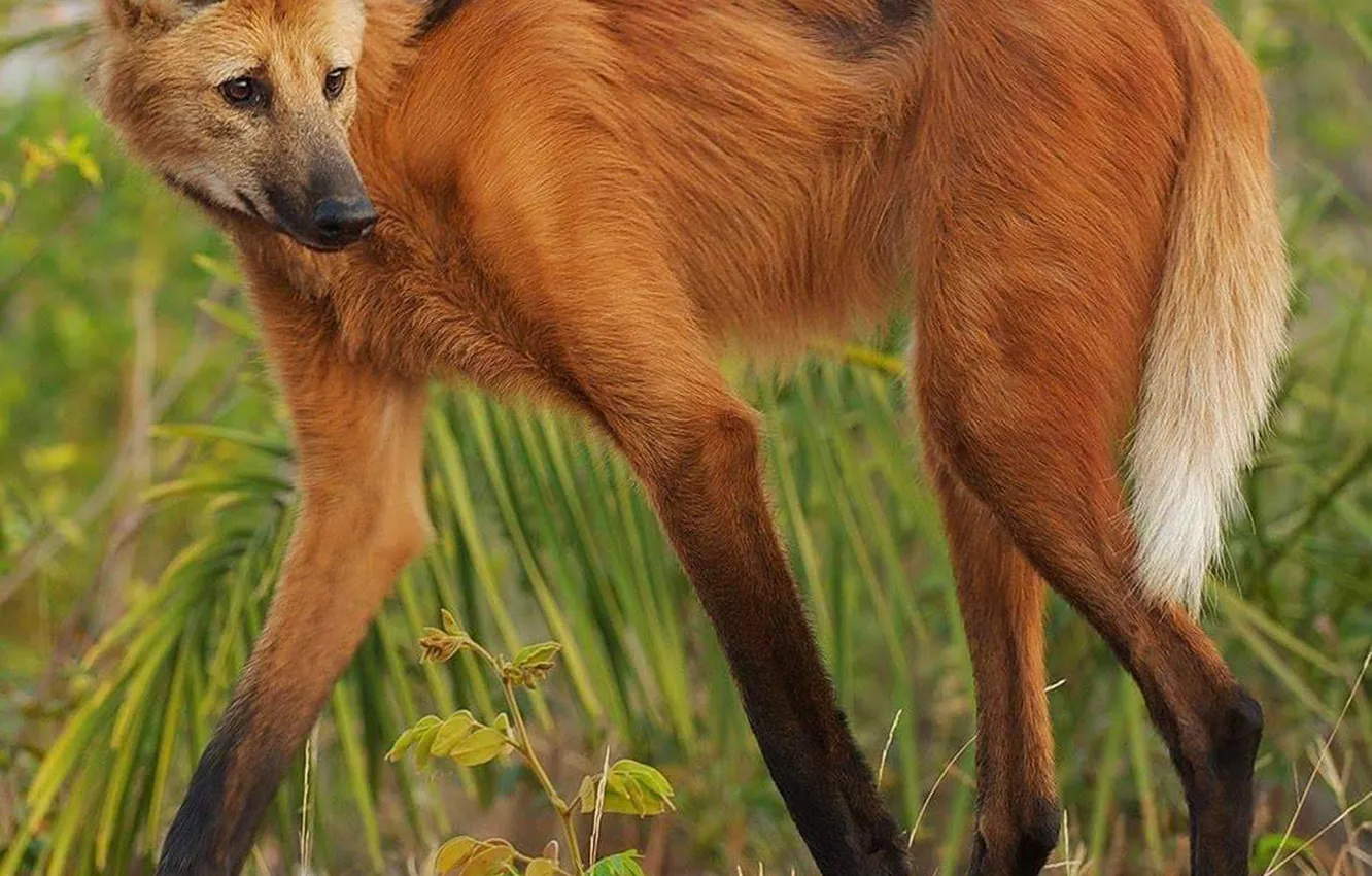 Wallpaper fox, animal, wolf, maned wolf for mobile and desktop, section ...