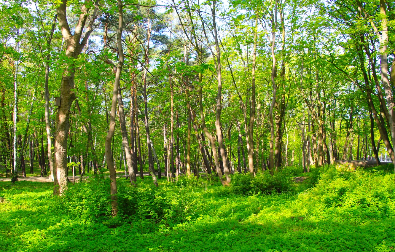 Wallpaper green, forest, trees, park, spring for mobile and desktop ...