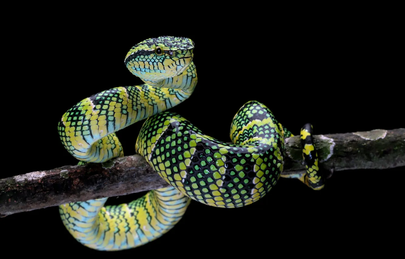 Wallpaper snake, branch, black background for mobile and desktop ...