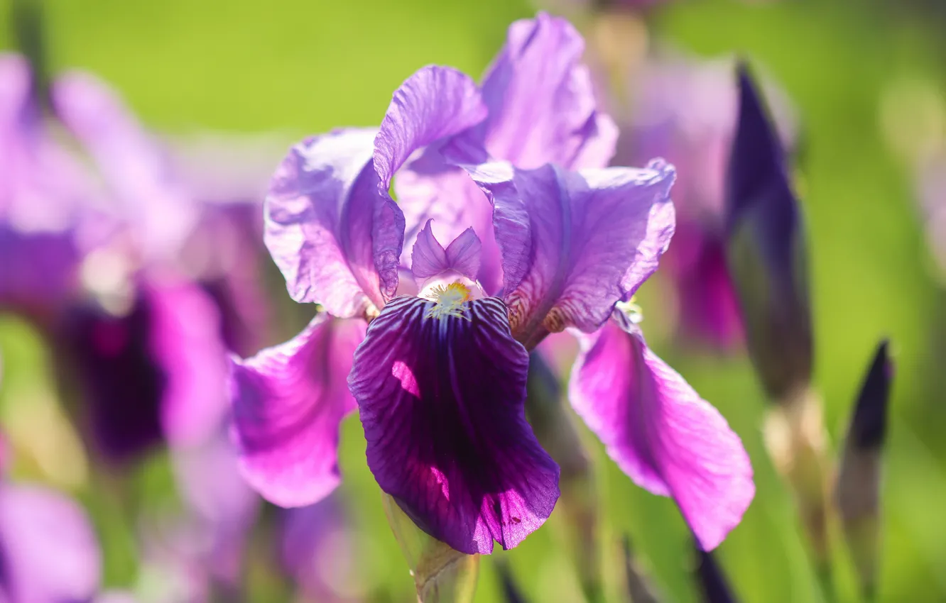 Wallpaper spring, pink, irises, lilac, bokeh, iris for mobile and ...