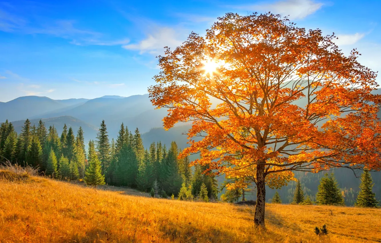 Wallpaper field, autumn, trees for mobile and desktop, section пейзажи ...