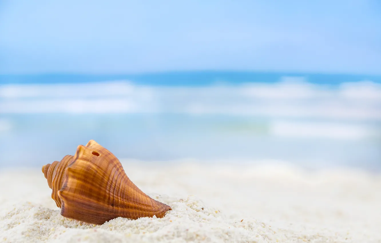 Wallpaper sand, sea, beach, nature, shell for mobile and desktop ...