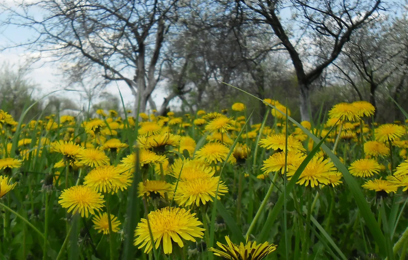Wallpaper nature, spring, dandelions for mobile and desktop, section ...