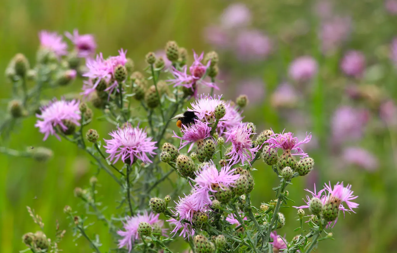 Wallpaper flower, pink, meadow for mobile and desktop, section природа ...