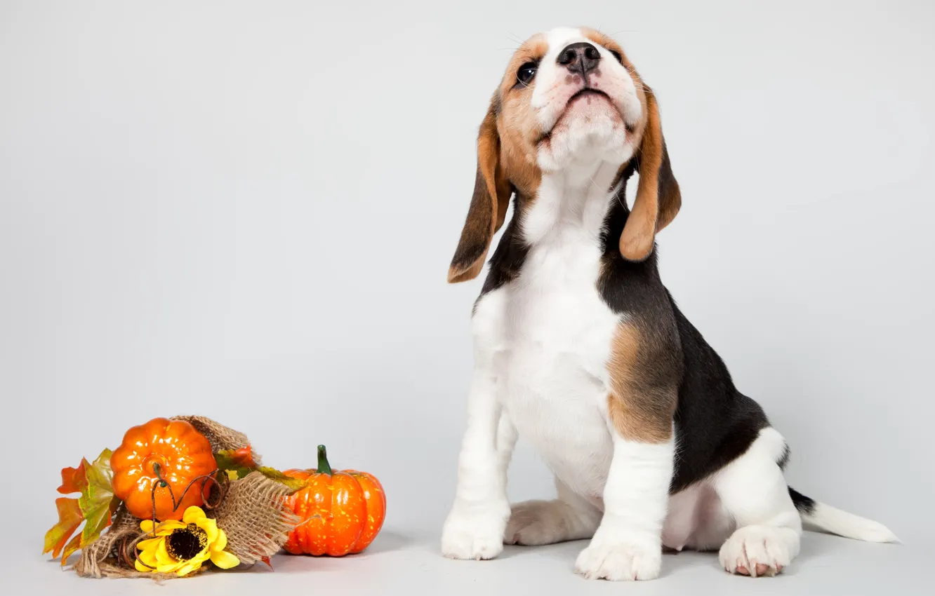 Wallpaper puppy, pumpkin, breed, Beagle images for desktop, section ...