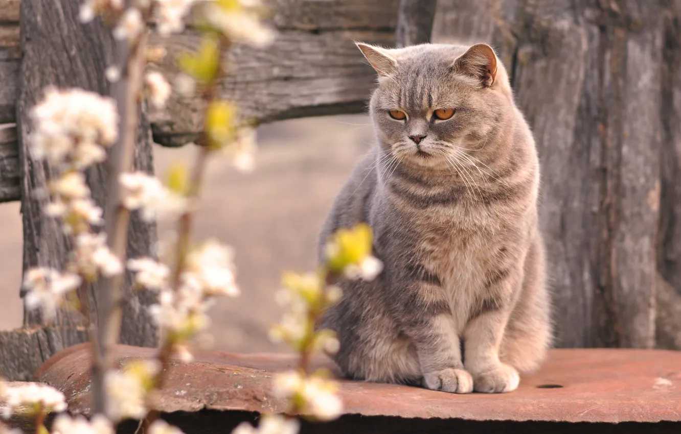 Wallpaper flowers, cat, spring, cat for mobile and desktop, section ...