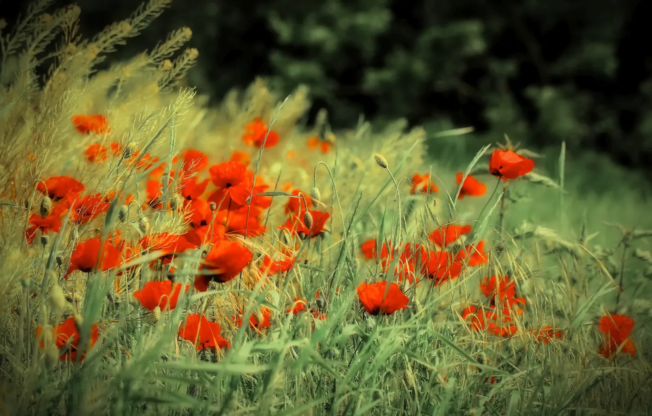 Wallpaper summer, nature, Maki for mobile and desktop, section природа ...