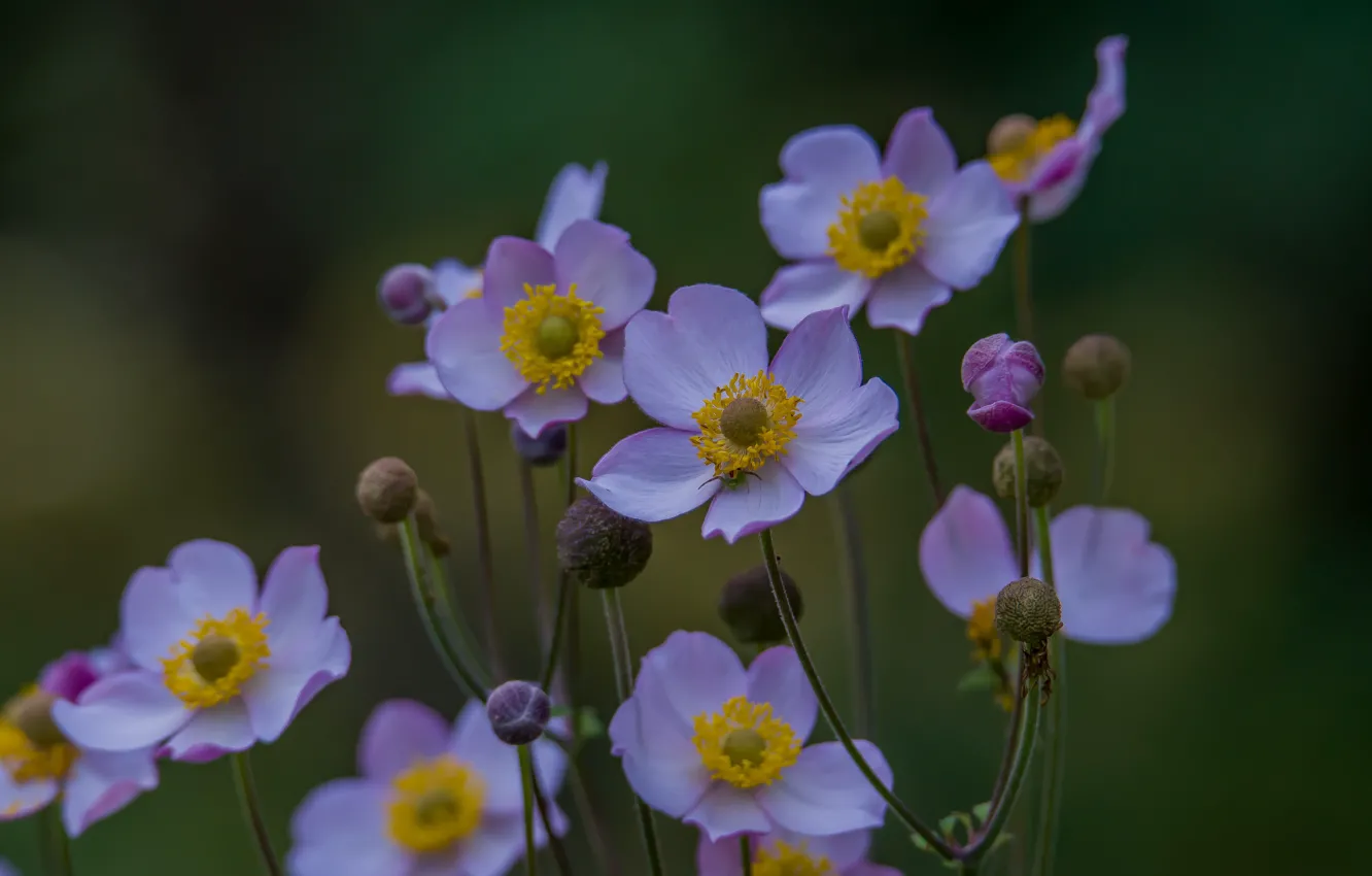 Wallpaper autumn, flowers, nature, anemone images for desktop, section ...