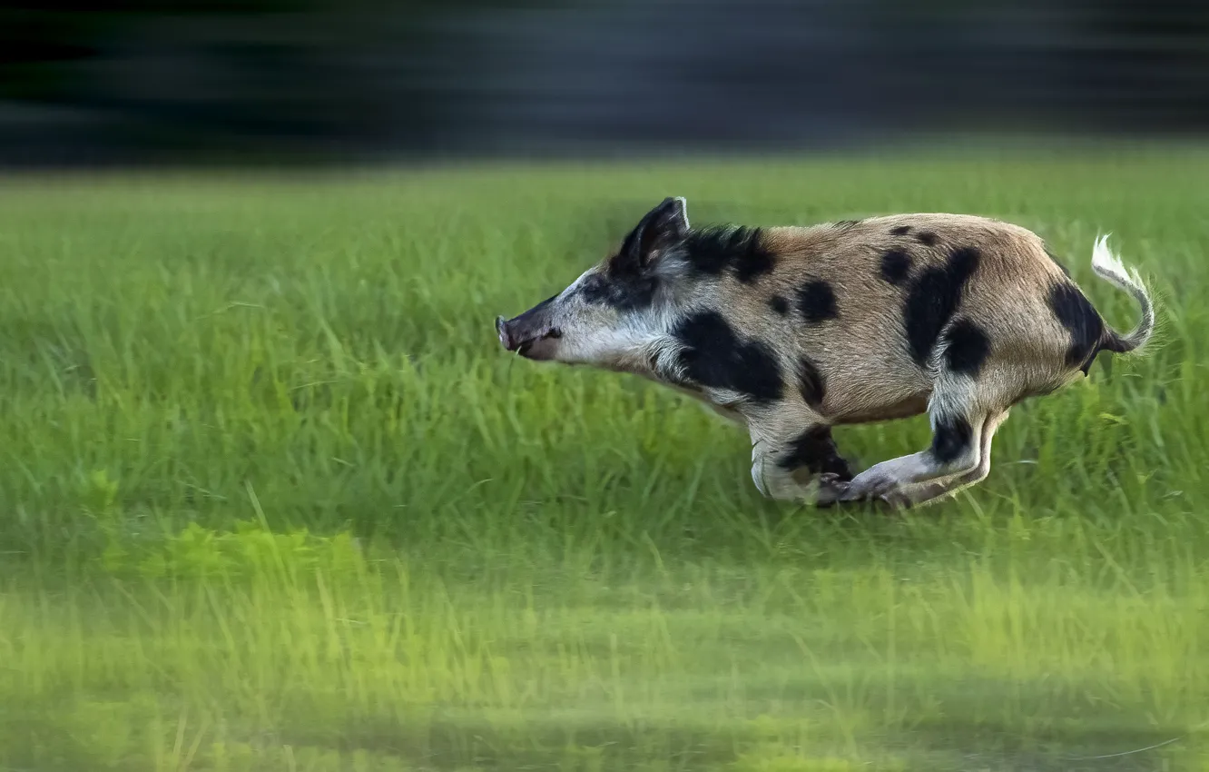 Wallpaper field, running, boar, hog for mobile and desktop, section ...