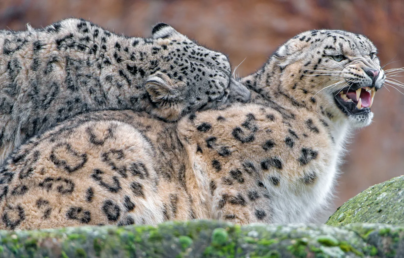 Wallpaper cats, predators, snow leopards images for desktop, section ...