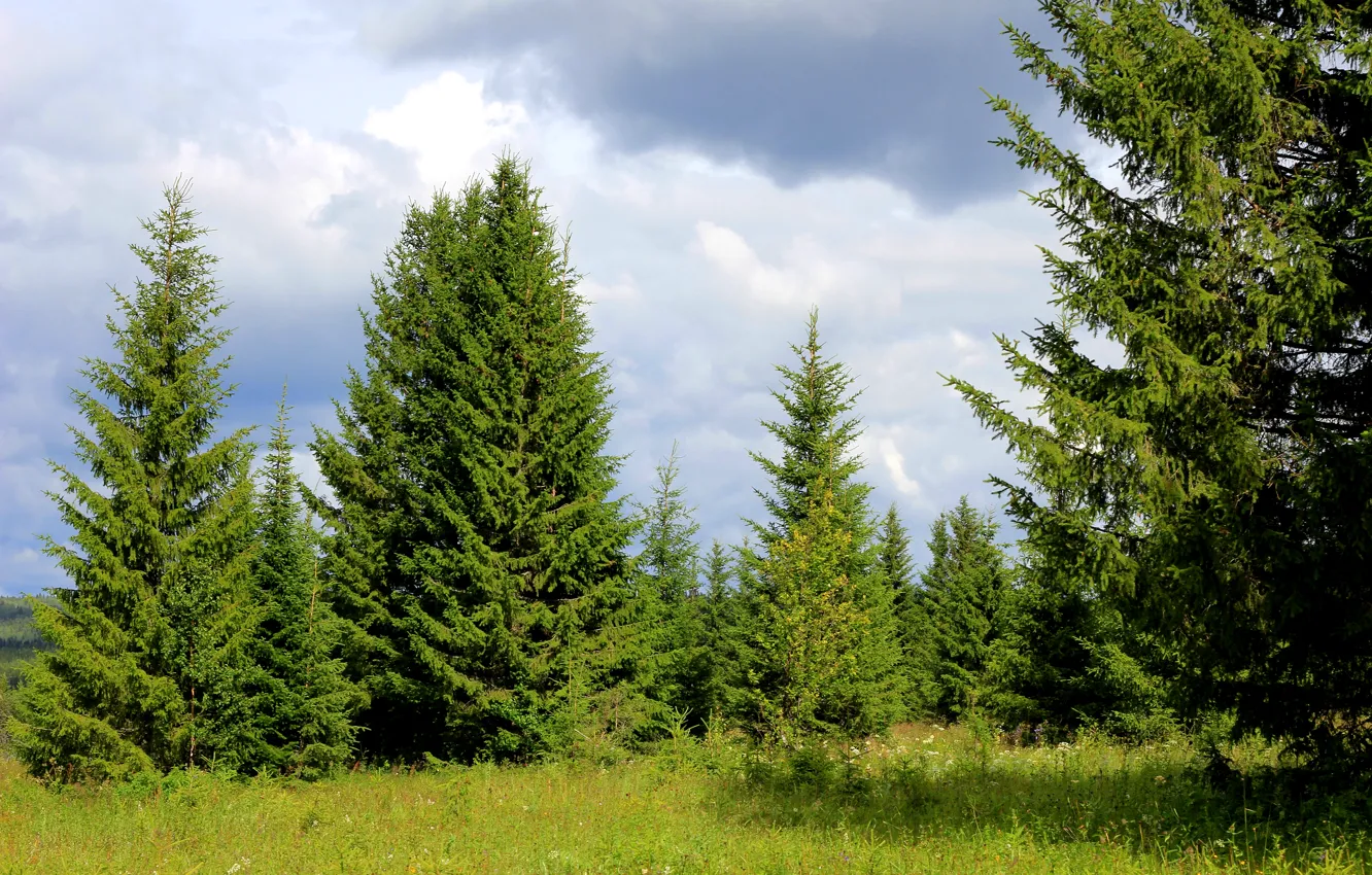 Wallpaper Greens Summer Grass Trees Glade Russia Ural For Mobile