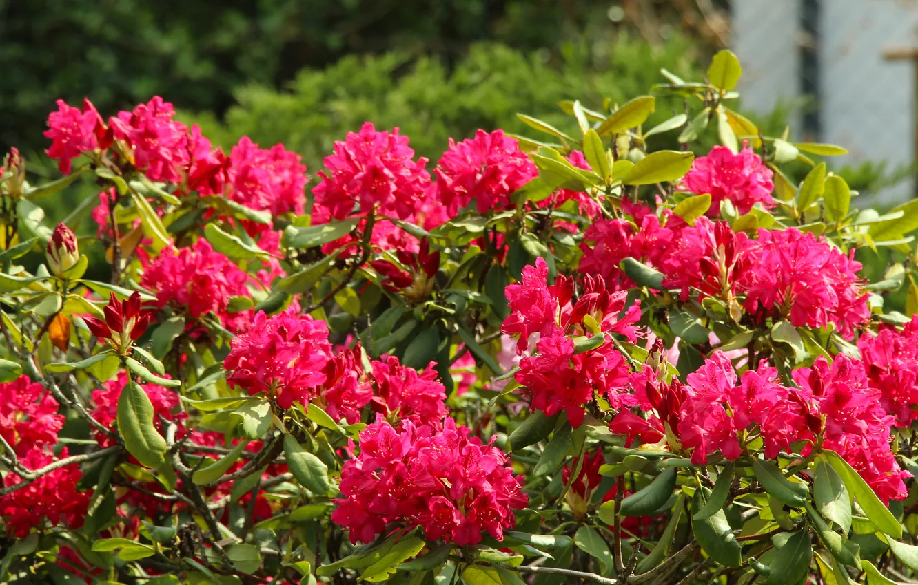 Wallpaper Flowering, shrub, Rhododendron for mobile and desktop ...
