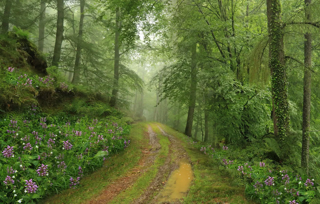 Wallpaper greens, forest, trees, flowers, nature, spring for mobile and ...