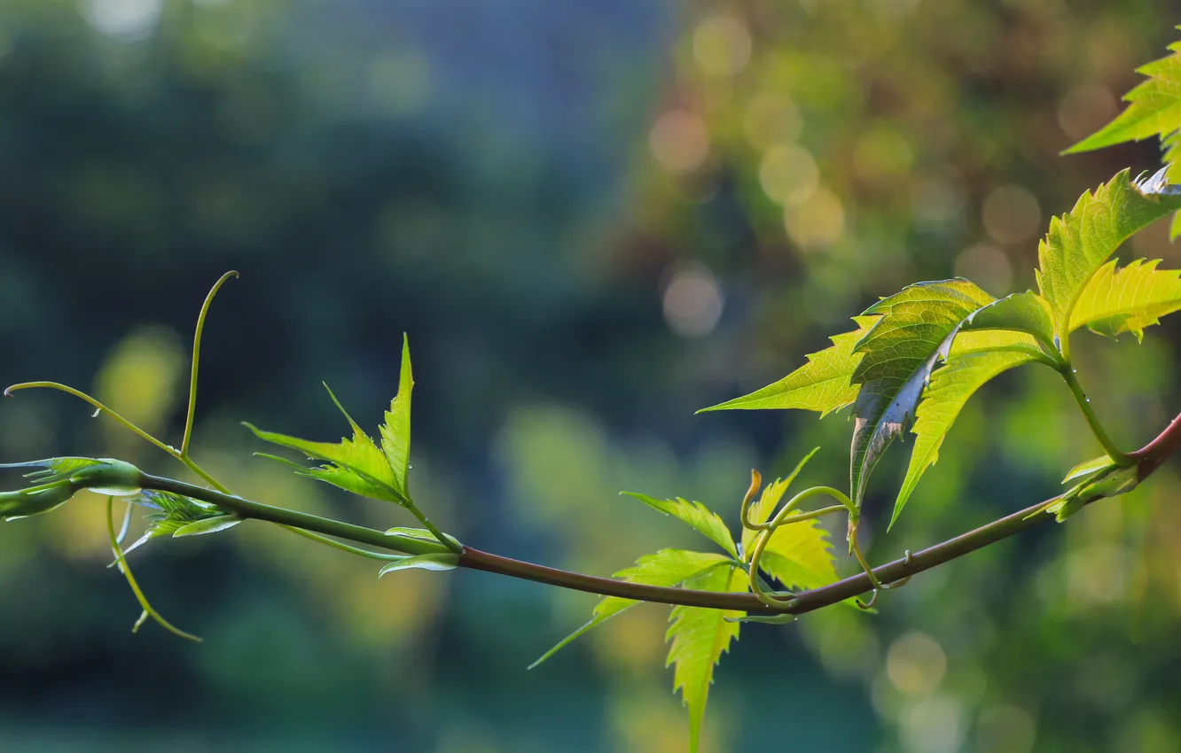 Wallpaper green, plant, twig for mobile and desktop, section природа ...