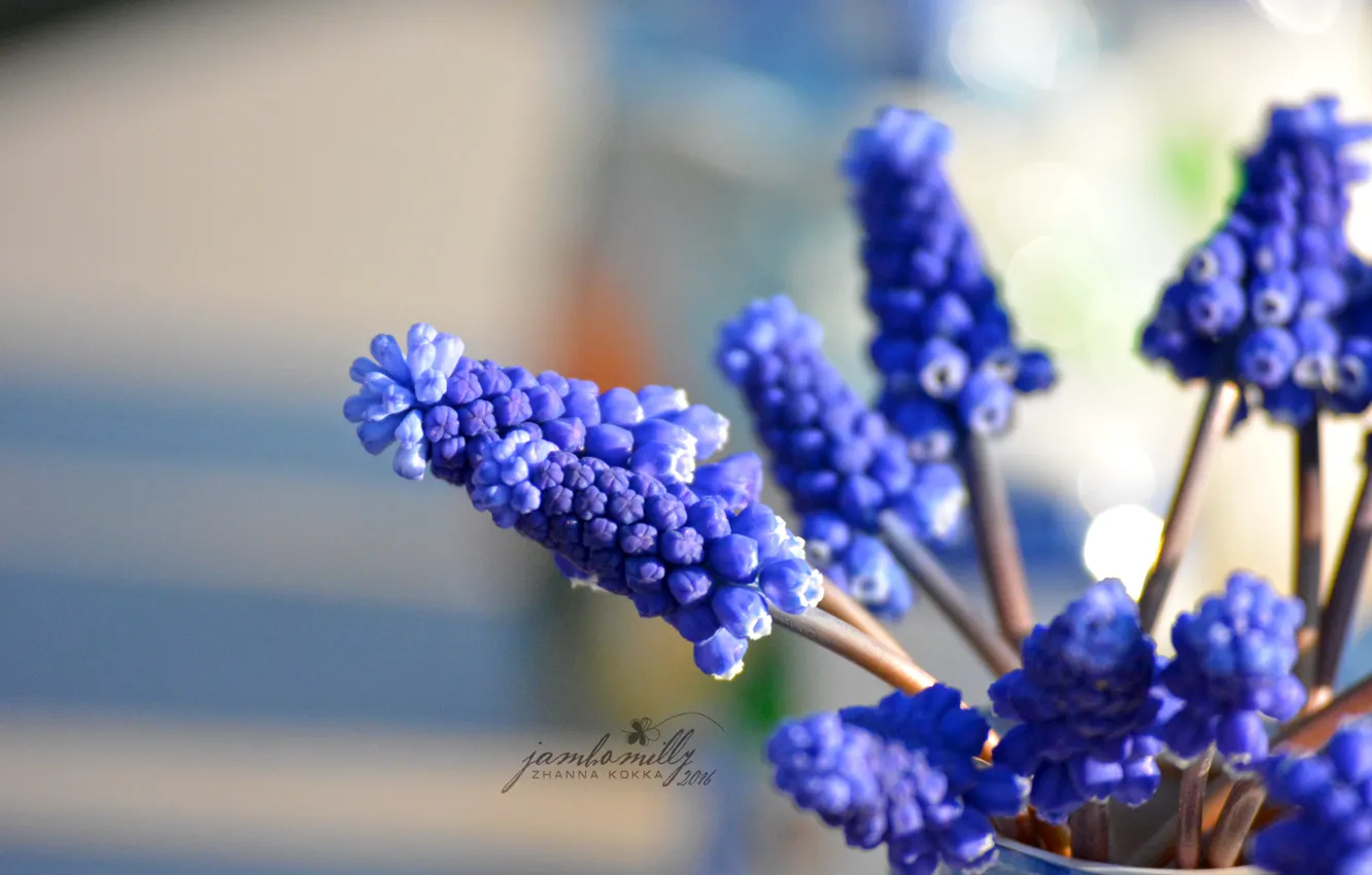 Wallpaper macro, flowers, spring, Muscari, muskarci for mobile and ...