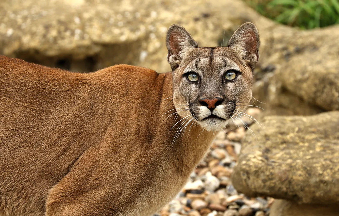 Wallpaper portrait, look, Puma, nature, face, stones for mobile and ...