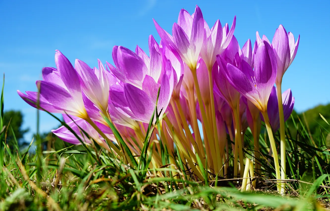 Wallpaper flowers, crocuses, pink for mobile and desktop, section цветы ...