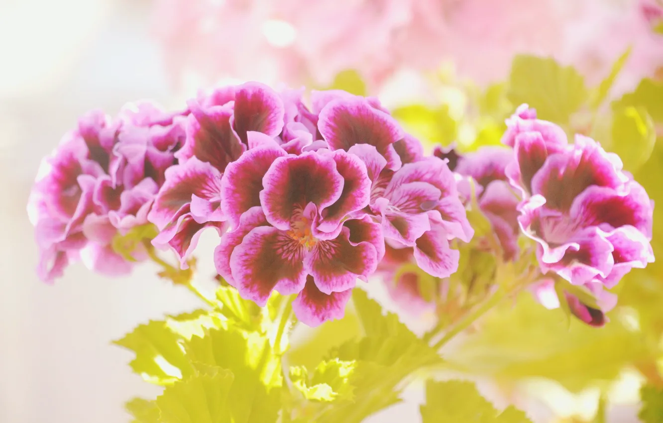 Wallpaper flowers, pink, geranium, pelargonium for mobile and desktop ...