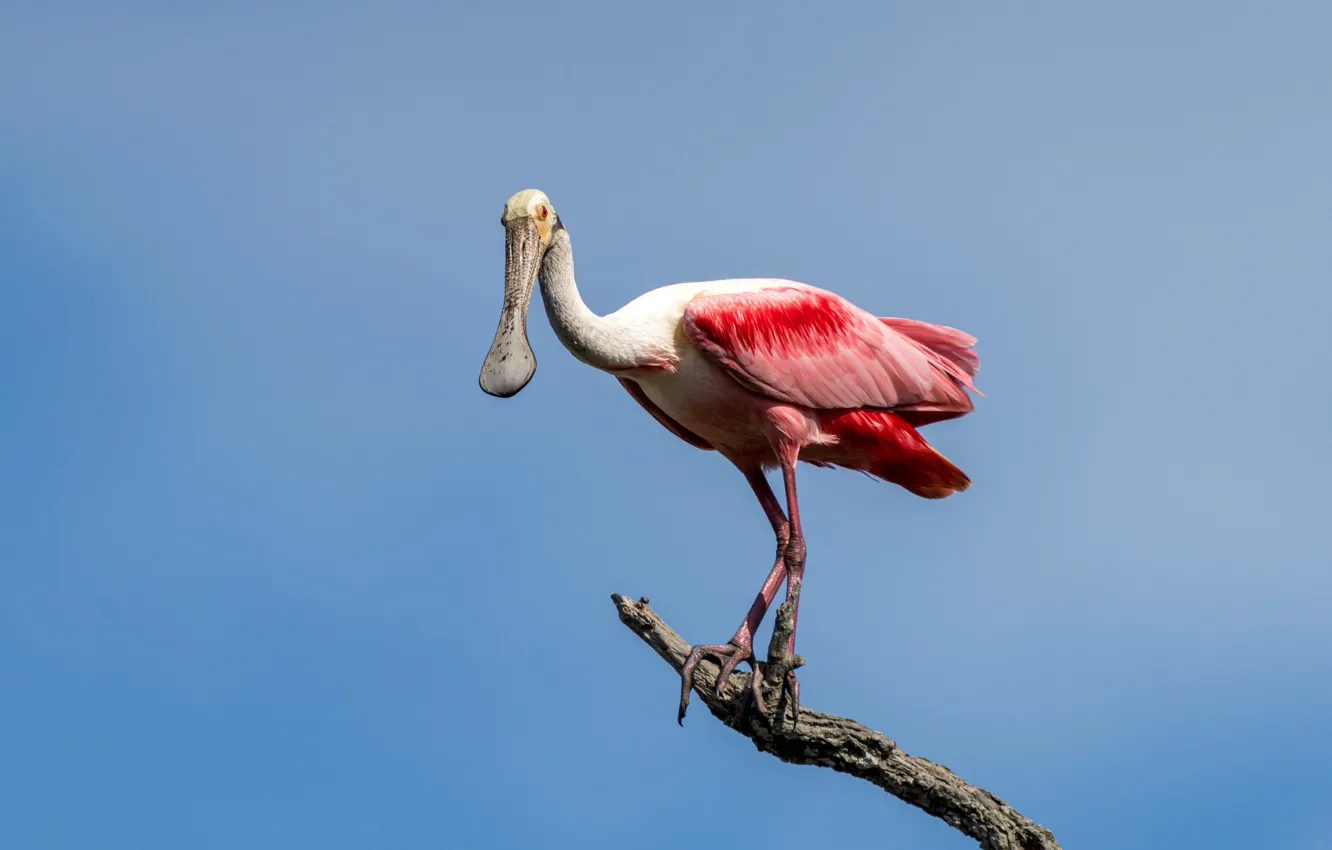 Wallpaper the sky, blue, bird, roseate spoonbill for mobile and desktop ...