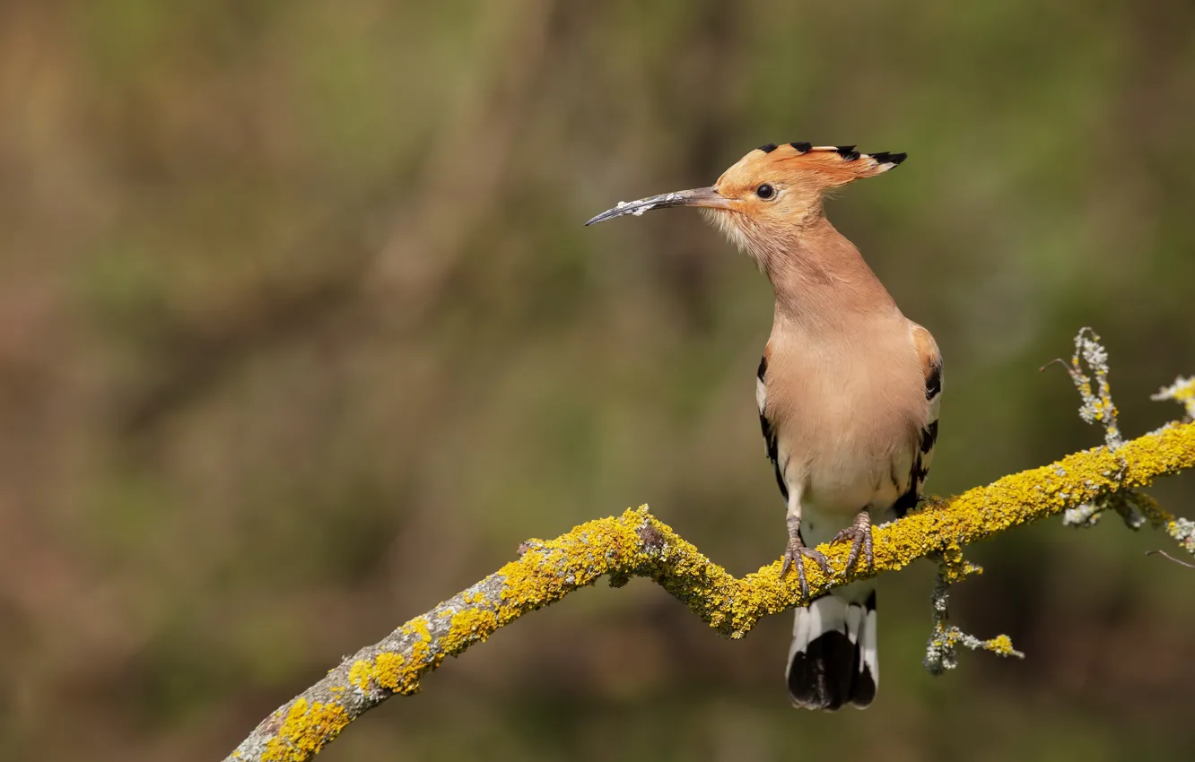 Wallpaper branches, background, bird, sitting, hoopoe for mobile and ...