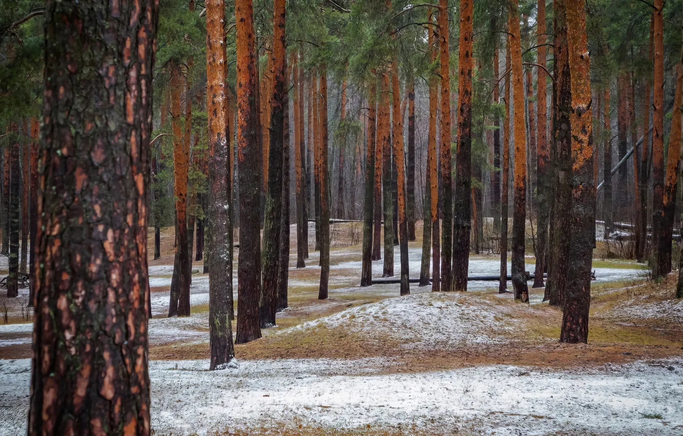 Wallpaper Nature, Spring, Nature, Spring, Pine Forest, Pine Forest for ...