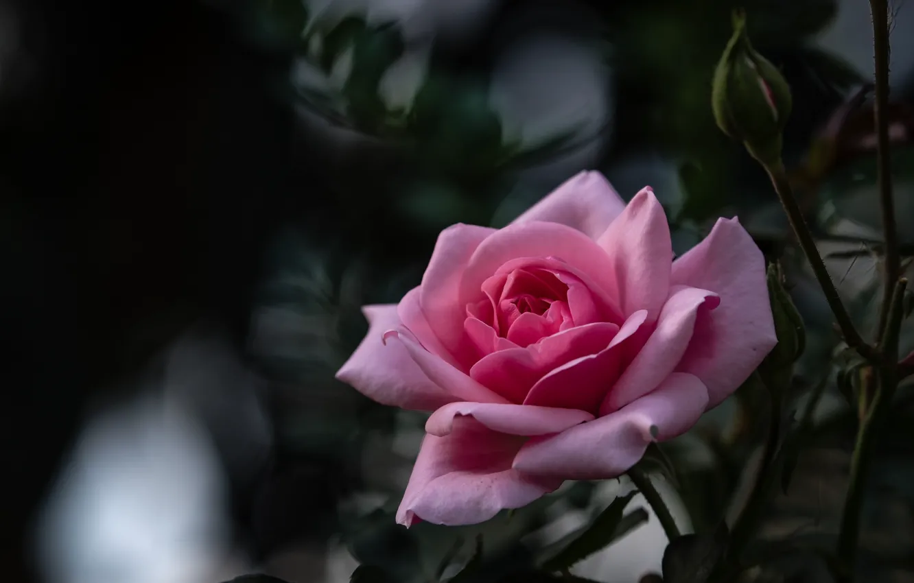 Wallpaper flower, the dark background, pink, rose, stem, Bud, bokeh for ...