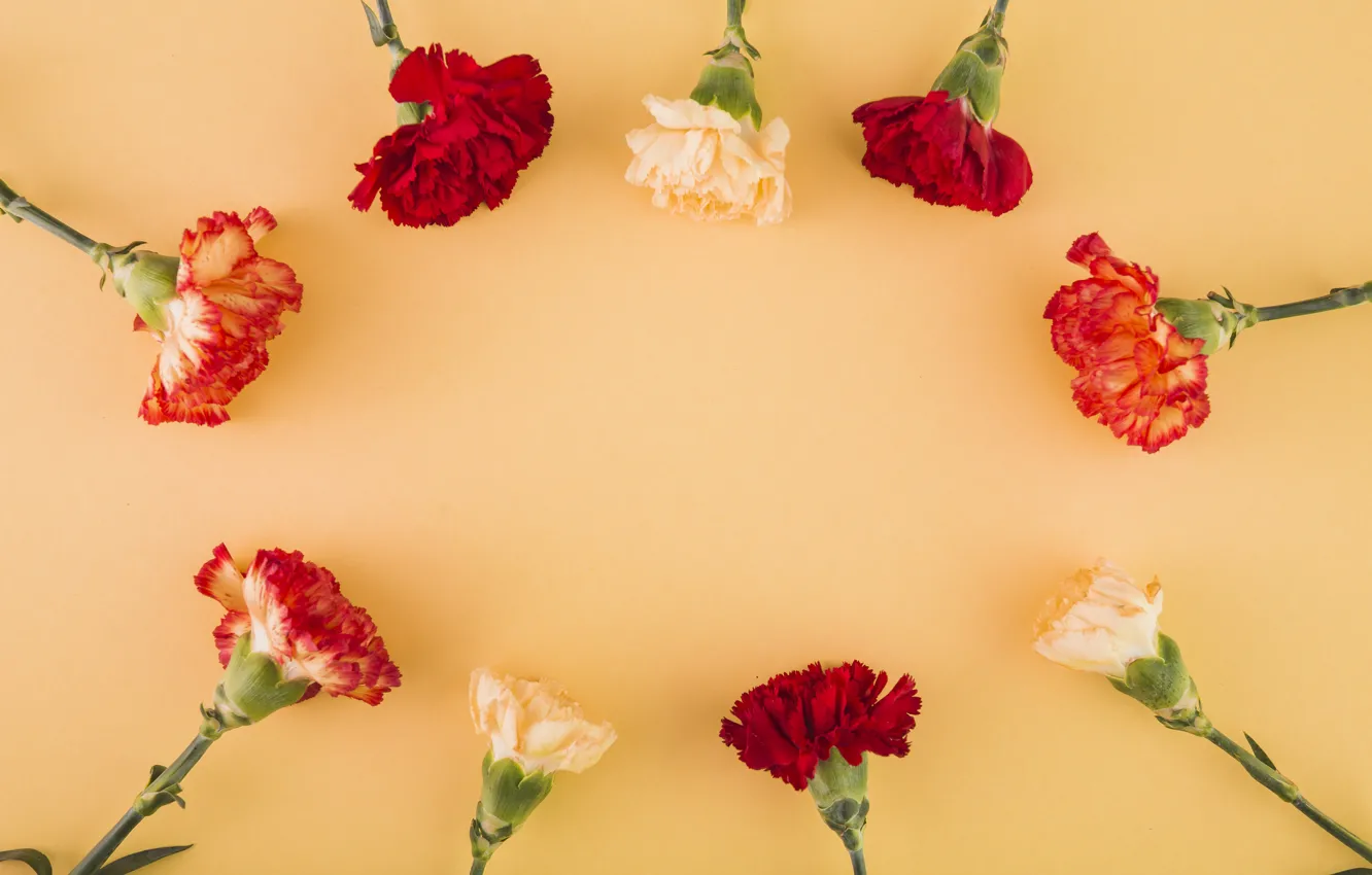 Wallpaper background, Flowers, clove for mobile and desktop, section ...