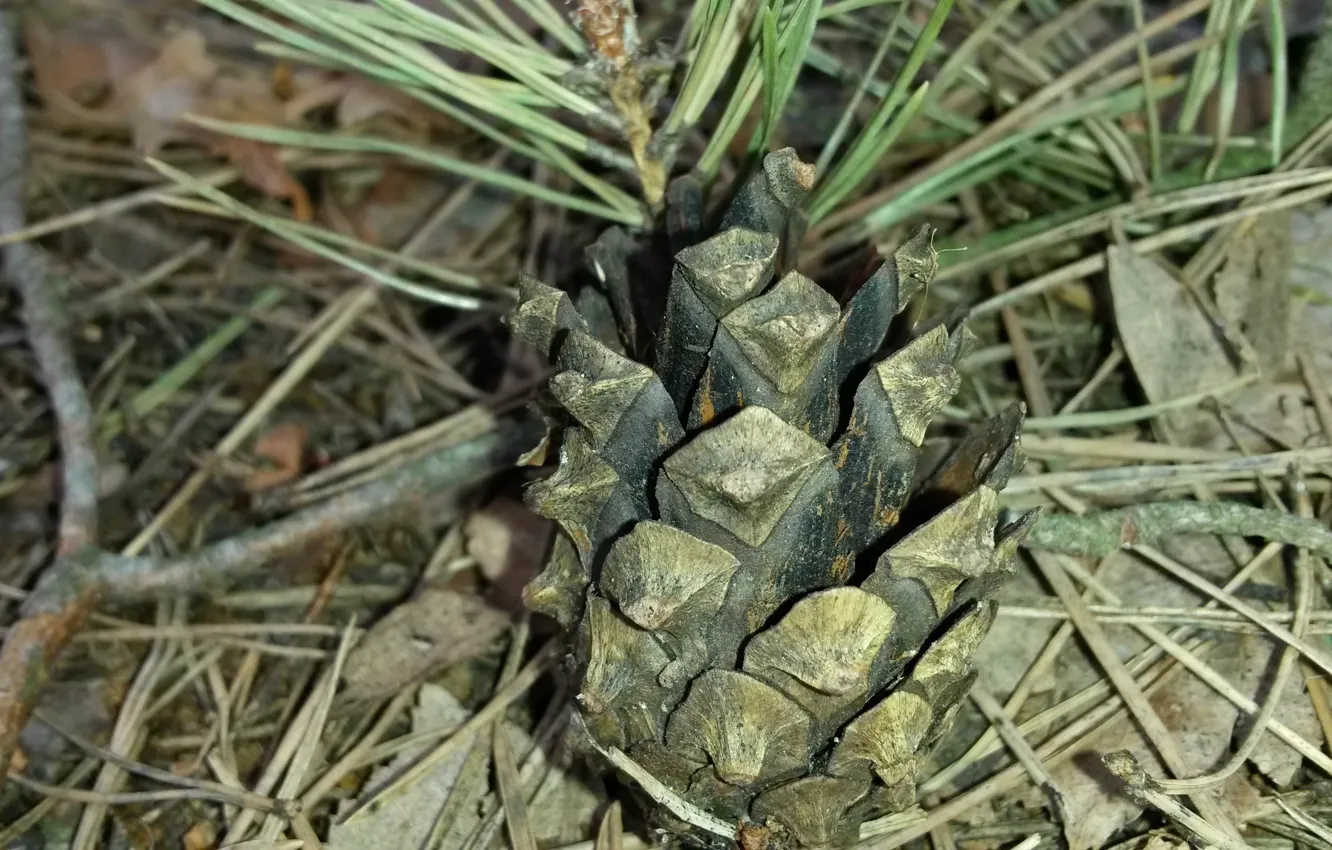 Wallpaper forest, freshness, nature, bumps for mobile and desktop ...