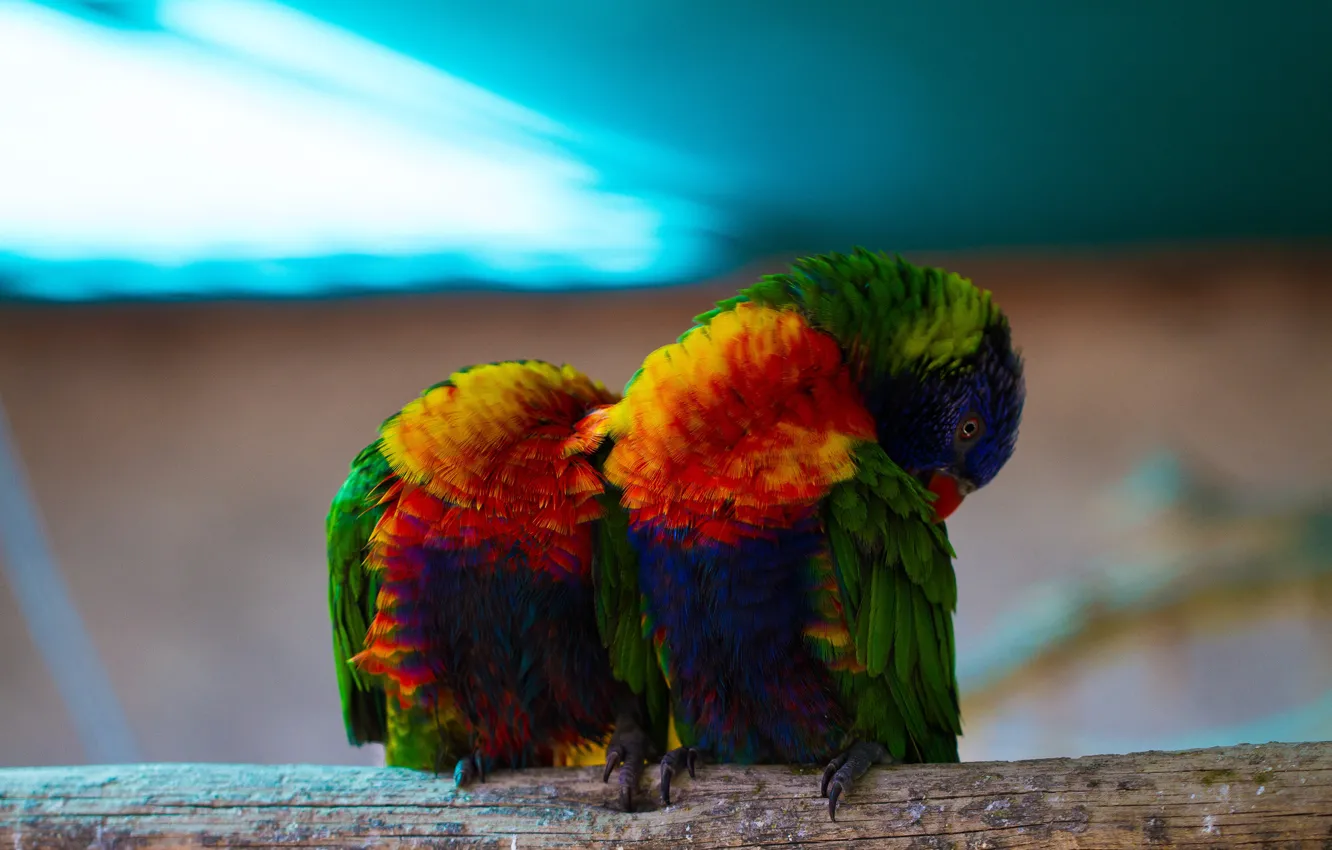 Wallpaper birds, parrot, pair, parrots, a couple, two, blue background ...