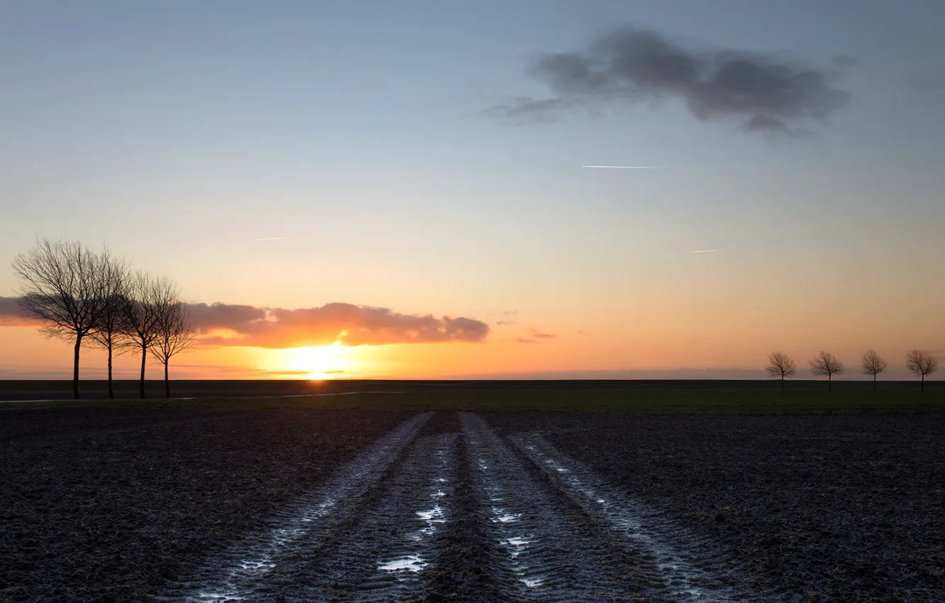 Wallpaper field, trees, morning for mobile and desktop, section пейзажи ...